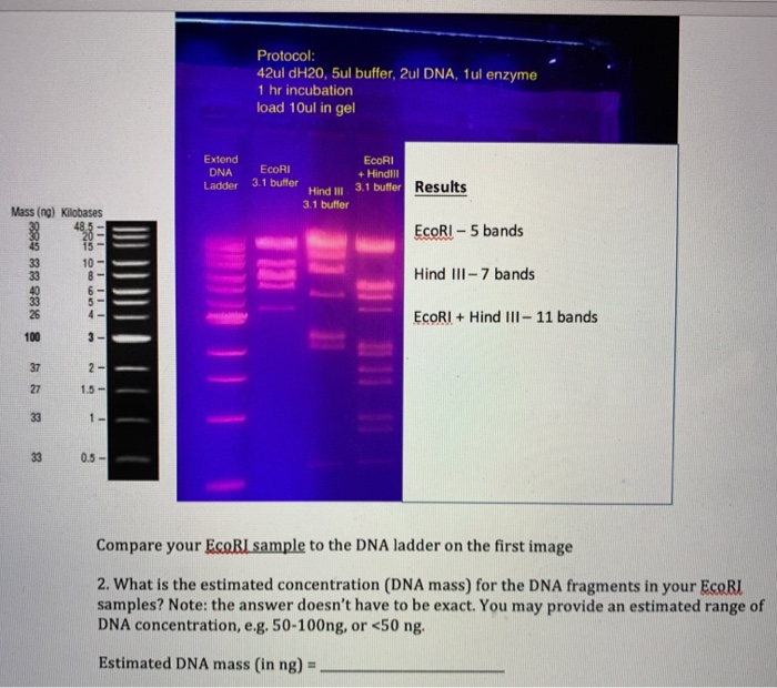 Solved Protocol: 42ul dH20, 5ul buffer, 2ul DNA, 1ul enzyme | Chegg.com