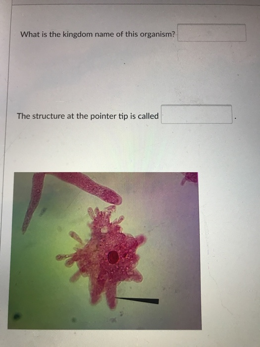 Solved What is the kingdom name of this organism? The | Chegg.com