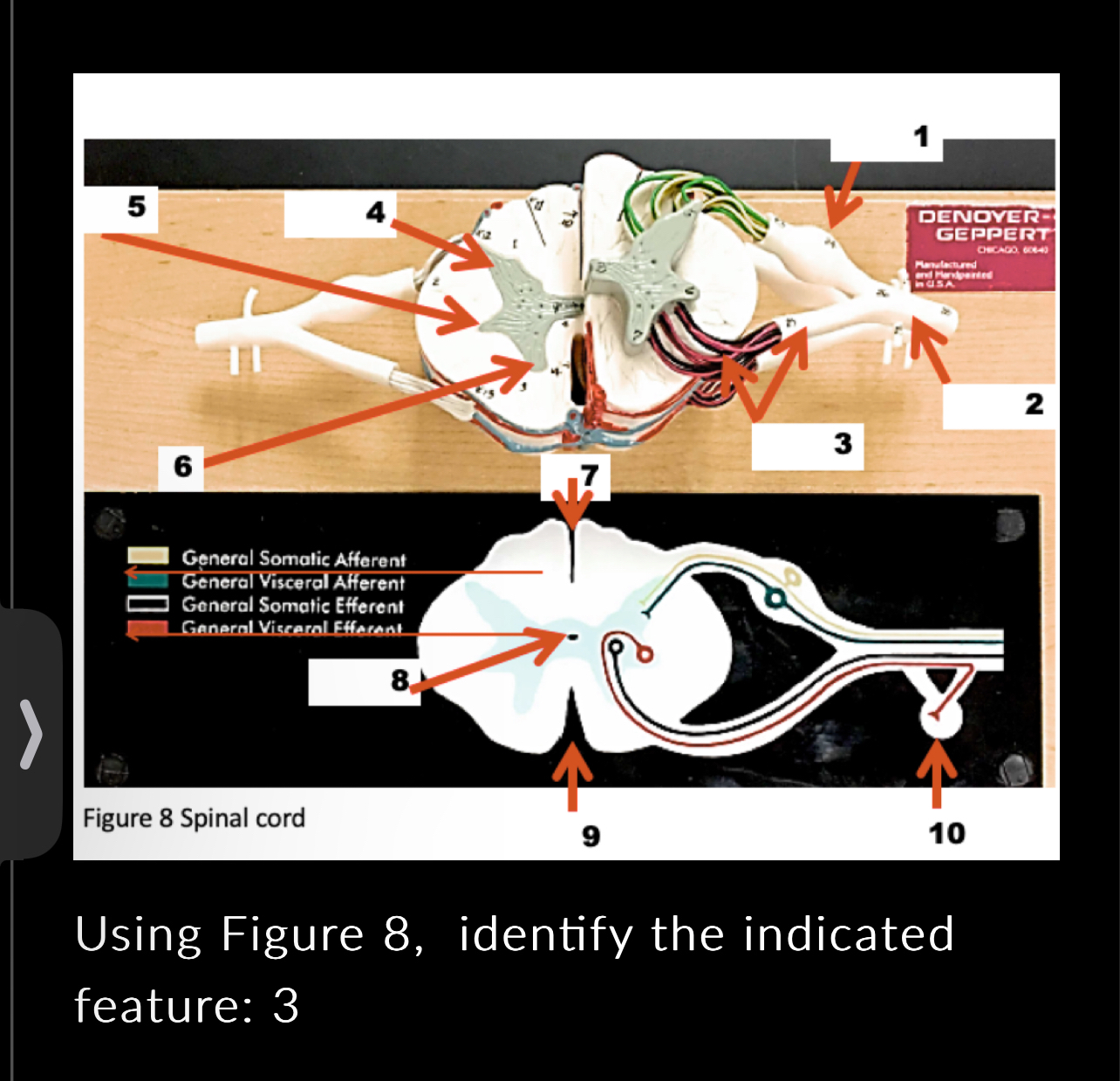 Solved by an EXPERT Using Figure 8, ﻿identify the indicated feature: | Chegg.com