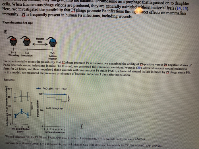 Solved Bacteriophage trigger antiviral immunity and prevent | Chegg.com