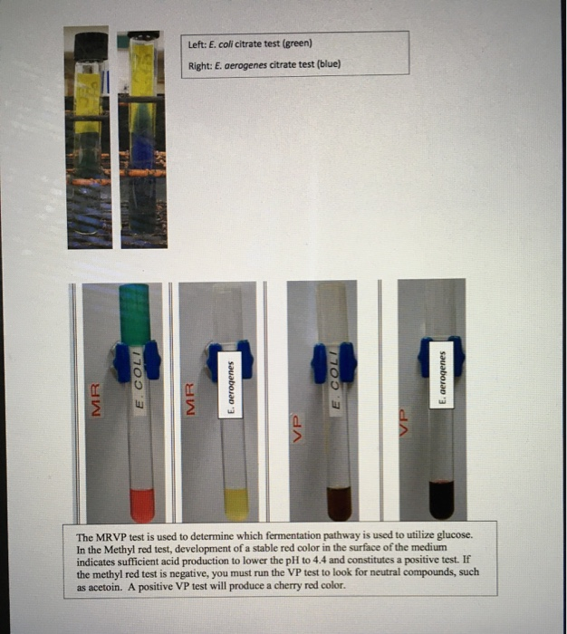 Solved Results Carbohydrate Sucrose Color Acid Gas (Y/N) | Chegg.com