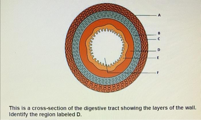 Solved D E Jogi This is a cross-section of the digestive | Chegg.com