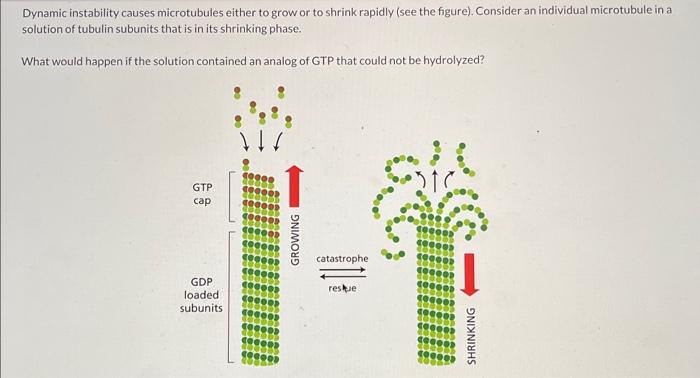 Solved Dynamic instability causes microtubules either to | Chegg.com