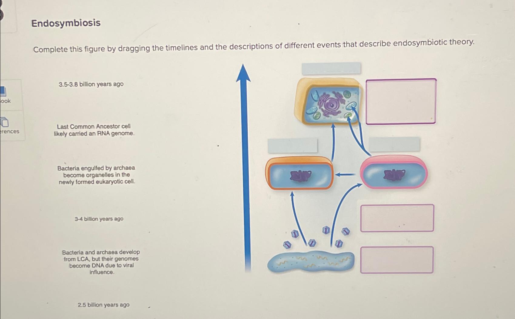 Solved EndosymbiosisComplete this figure by dragging the | Chegg.com