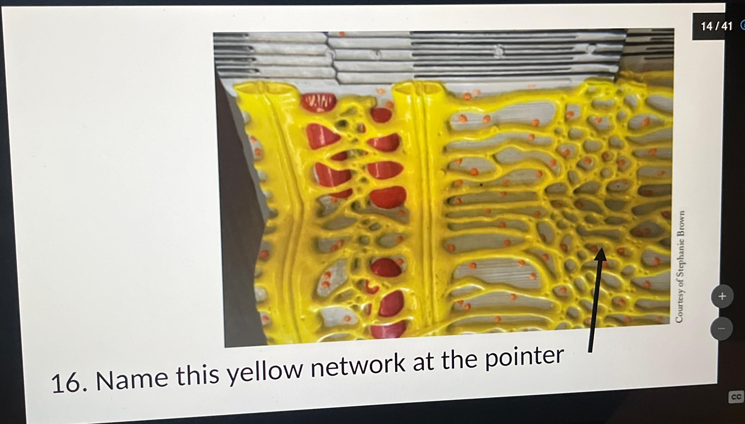 Solved Name this yellow network at the pointer | Chegg.com