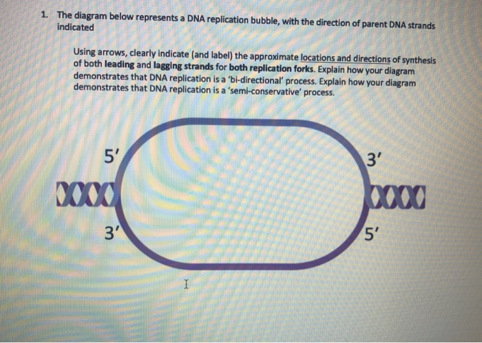 Solved 1. The diagram below represents a DNA replication | Chegg.com