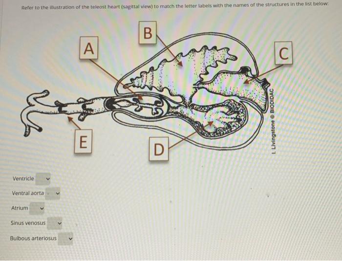 Solved Refer to the illustration of the teleost heart | Chegg.com