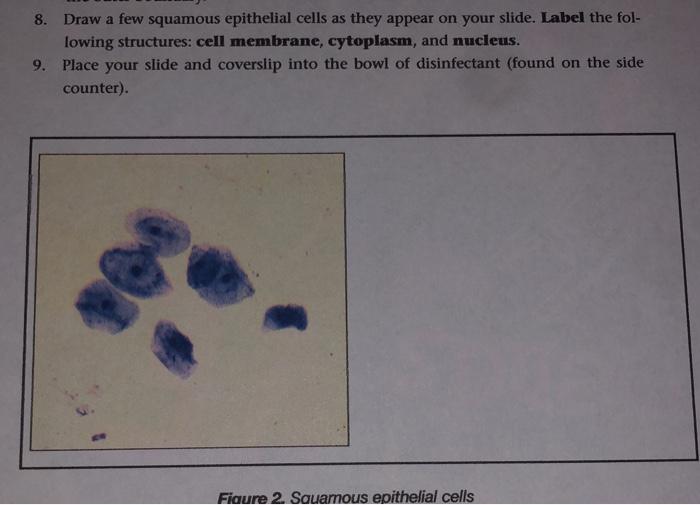 Solved 8. Draw a few squamous epithelial cells as they | Chegg.com