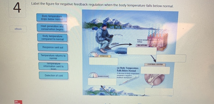 Solved 4. Label the figure for negative feedback regulation | Chegg.com