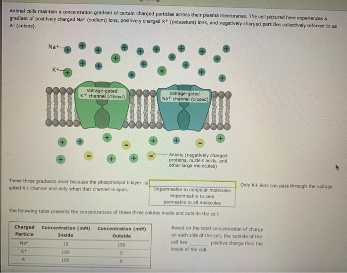 Solved Animal cel maintain a concentration gradient of | Chegg.com