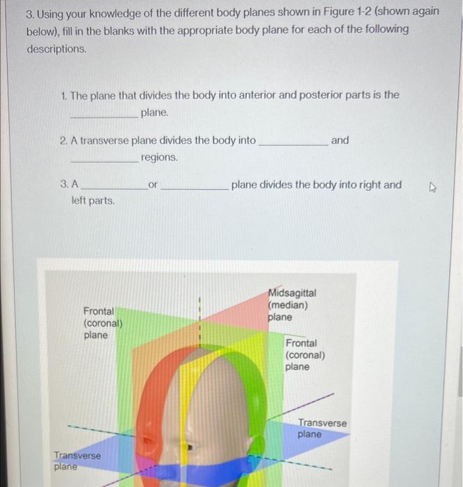 Solved Using your knowledge of the different body planes | Chegg.com