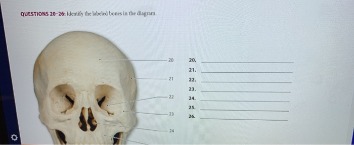 Solved QUESTIONS 14-19: Match the bone marking in column A | Chegg.com