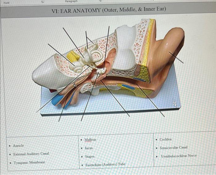 Solved ear anatomy ( outer, middle , & innet ear ) label | Chegg.com
