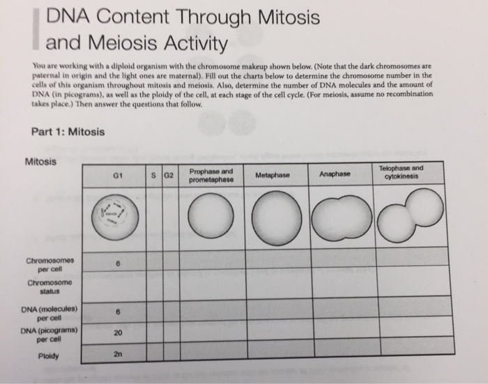 Solved DNA Content Through Mitosis and Meiosis Activity You | Chegg.com
