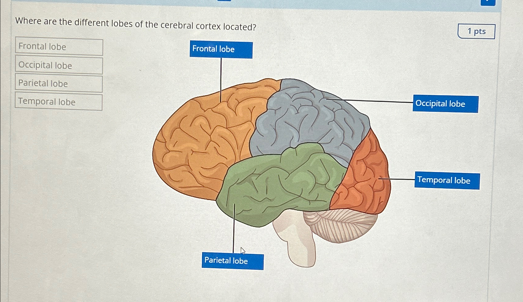 Solved Where are the different lobes of the cerebral cortex | Chegg.com