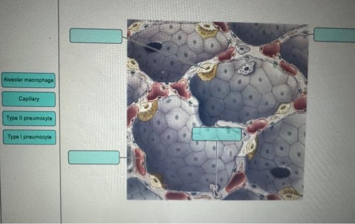Solved Can i get help with labeling these? please | Chegg.com