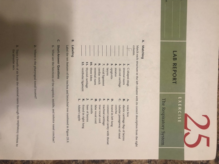 Solved EXERCISE LAB REPORT The Respiratory System A. | Chegg.com