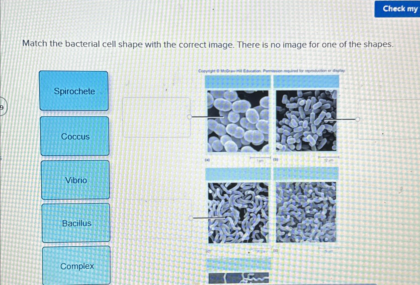 Solved Match the bacterial cell shape with the correct | Chegg.com