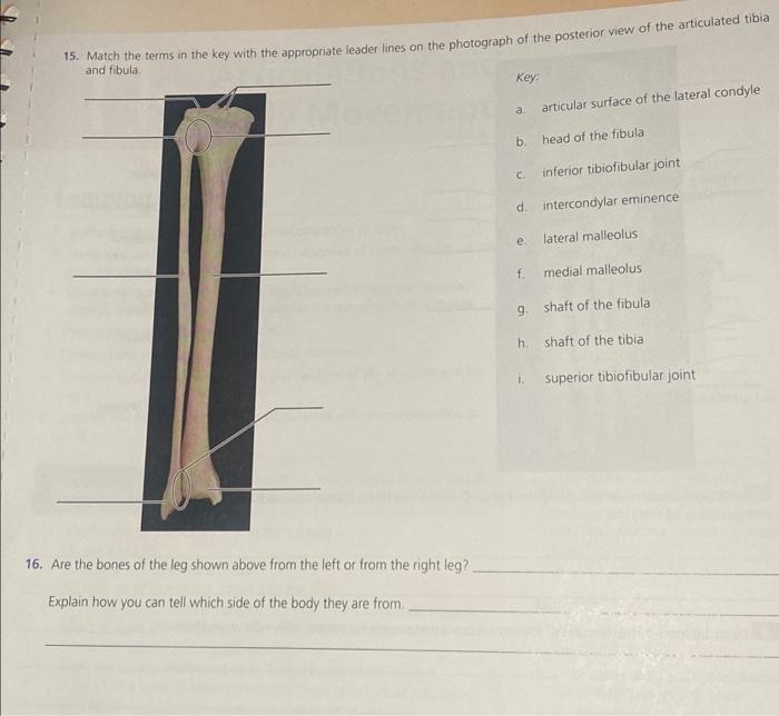 Solved 15. Match the terms in the key with the appropriate | Chegg.com