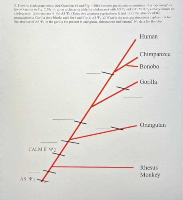 Solved 3. Show in cladogram below (see Question 14 and Fig. | Chegg.com