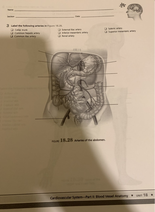 Solved Section Unit 18 Check Your Recall Review 1 Label The 