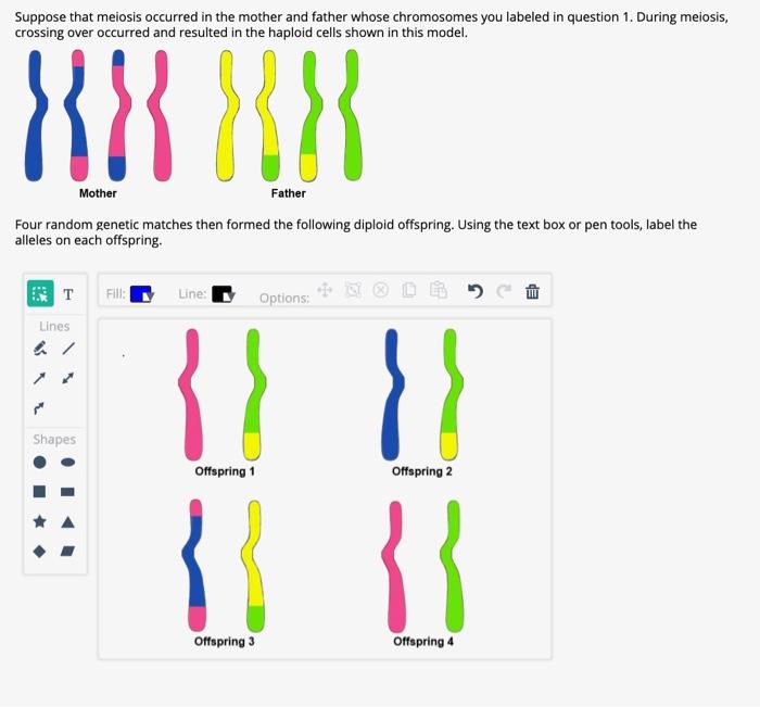 Question 1 Depending on genotype, homologous | Chegg.com