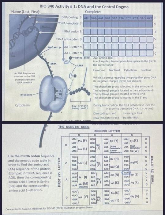 BIO 340 Activity \\# 1: DNA and the Central Dogma | Chegg.com