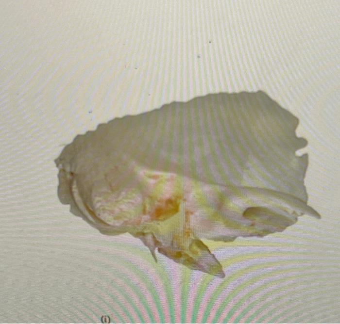 Solved Identify the bones | Chegg.com Solved Identify the bones | Chegg.com