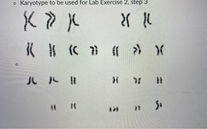 Solved o Karyotype to be used for Lab Exercise 2, step 3 2 X | Chegg.com