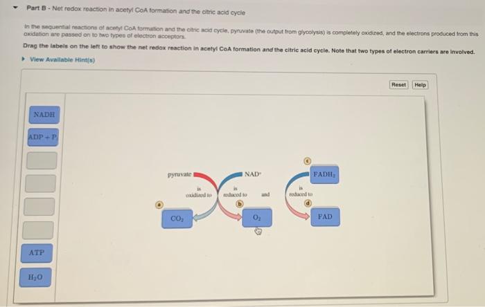 Solved Part B. Net redox reaction in acetyl COA formation | Chegg.com