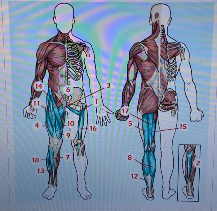 Solved label all muscles | Chegg.com