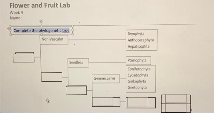 Solved Flower and Fruit Lab Week 4 | Chegg.com