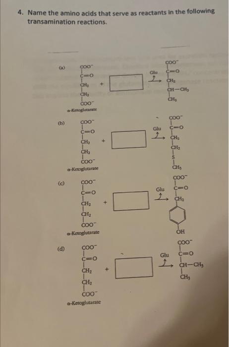 Solved 4. Name the amino acids that serve as reactants in | Chegg.com