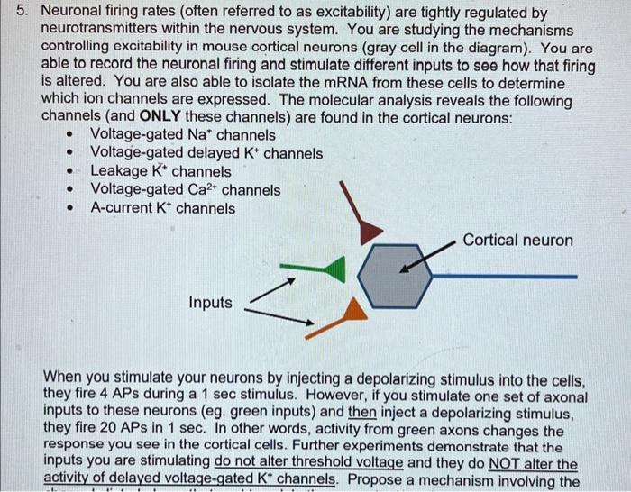 5. Neuronal firing rates (often referred to as | Chegg.com
