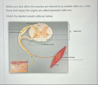 Solved • ﻿Reflex arcs that affect the muscles are referred | Chegg.com