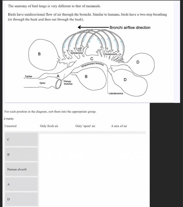 Solved The anatomy of bird lungs is very different to that | Chegg.com
