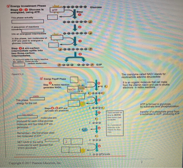 Solved ATP Energy Investment Phase Stepe - Glucose is | Chegg.com