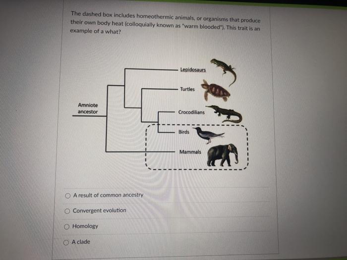 Solved The dashed box includes homeothermic animals, or | Chegg.com