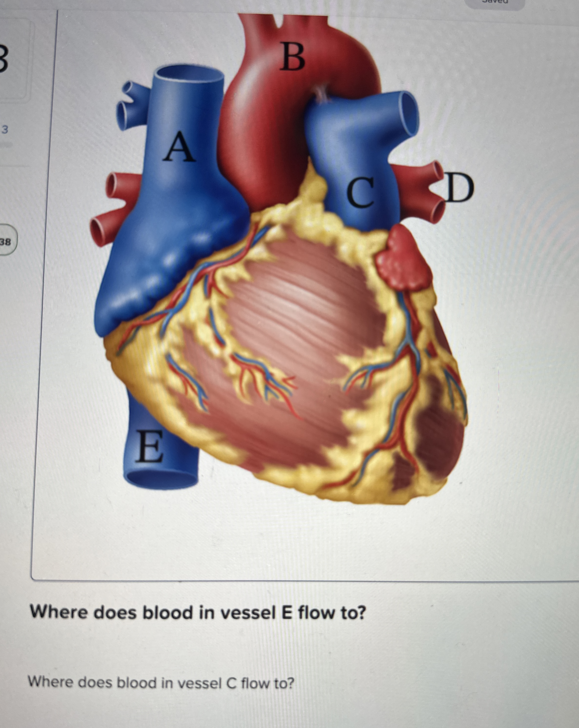 Solved Where does blood in vessel E flow to?Where does blood | Chegg.com