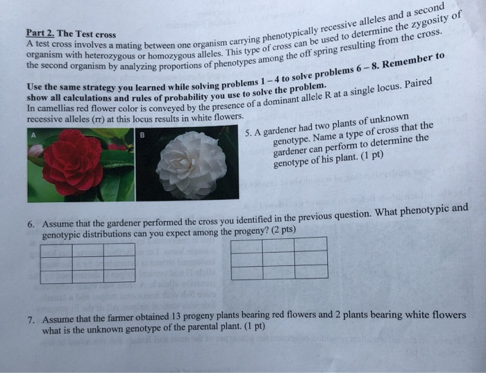 Solved Part 2. The Test cross A test cross involves a mating | Chegg.com