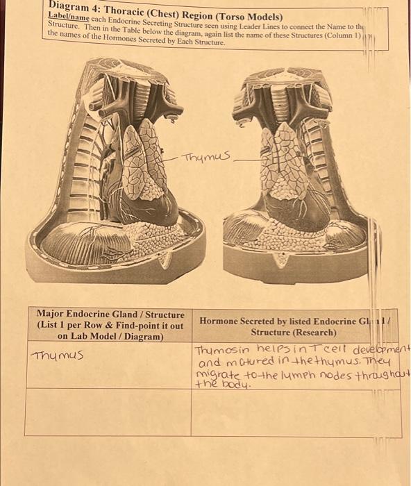 Solved Diagram 4: Thoracic (Chest) Region (Torso Models) | Chegg.com