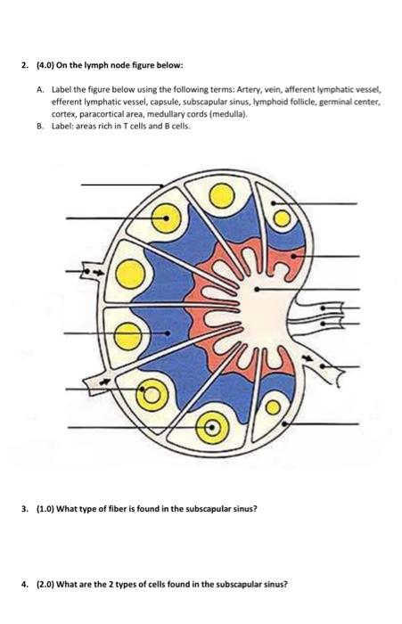 Solved 2. (4.0) On the lymph node figure below: A Label the | Chegg.com