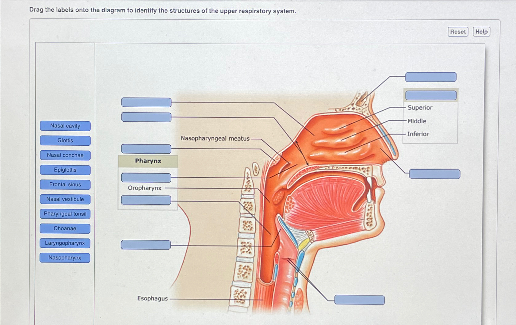Solved Drag the labels onto the diagram to identify the | Chegg.com