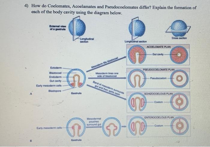 Solved 4. How do Coelomates, Acoelamates and | Chegg.com