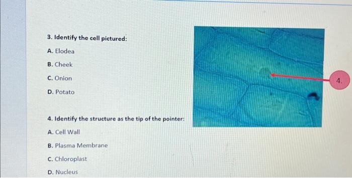 Solved 7. Identify the structure at the tip of the pointer: | Chegg.com