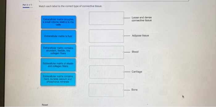 Solved Match each label to the correct type of connective | Chegg.com