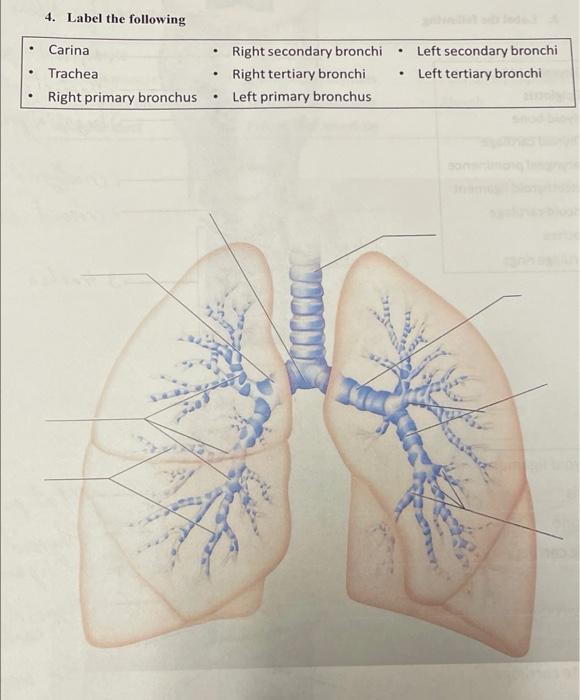 Solved 4. Label the following . . Carina Trachea Right | Chegg.com