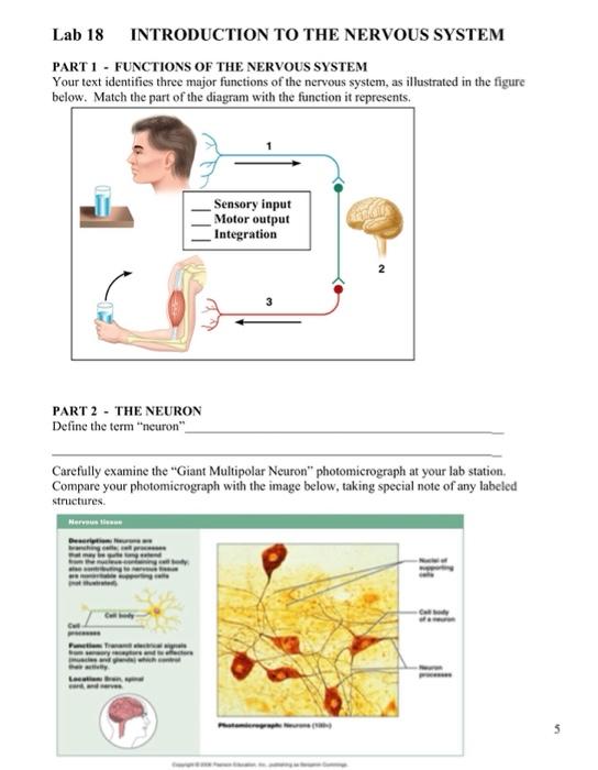 Solved Lab 18 INTRODUCTION TO THE NERVOUS SYSTEM PART 1 - | Chegg.com