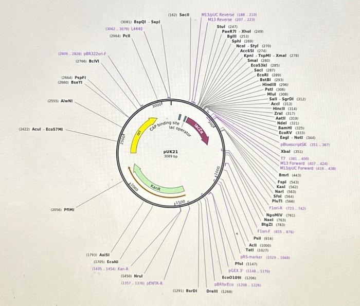 Solved Gene sequence for hemoglobin gene: | Chegg.com