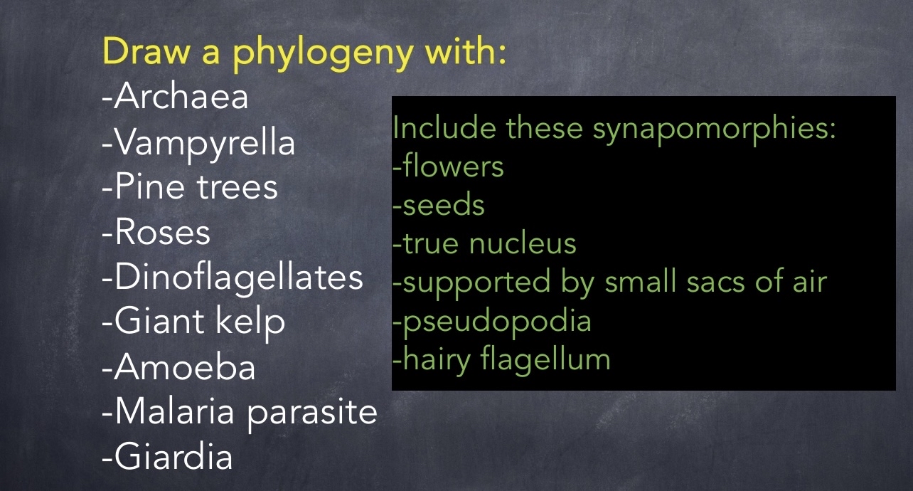 Draw a phylogeny with:-Archaea-Vampyrella-Pine | Chegg.com